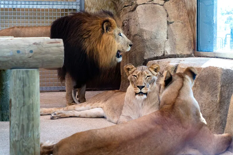 Chat with Zoo! (Current animal: Lions) - Enjoy Free AI Character ...