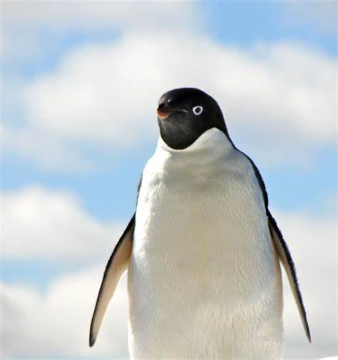 The penguin Lea | Free Chat with AI Bot