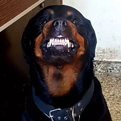 Chatgpt prompt & Character creator profile - tyler stephens