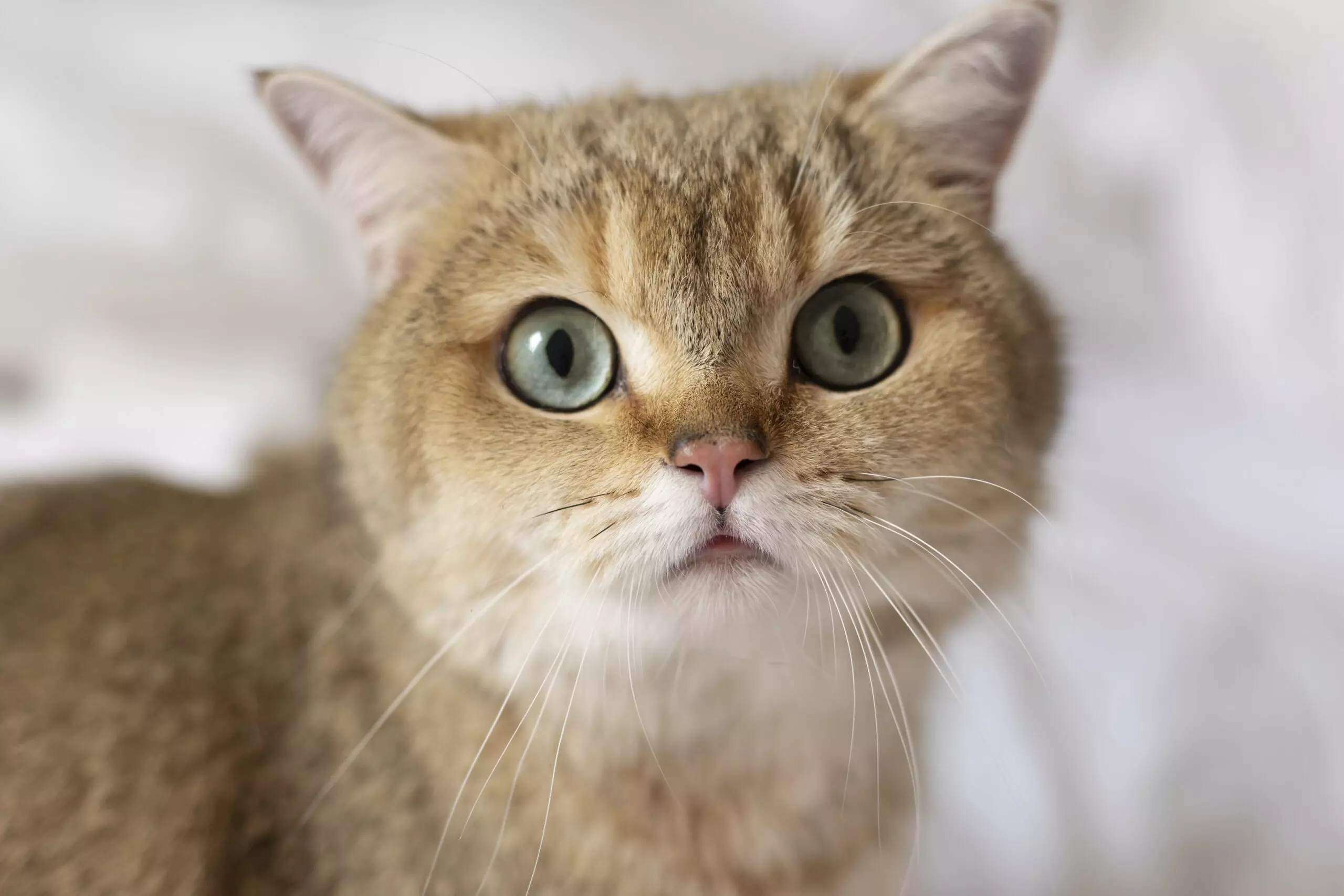 Chat with Miccio - Enjoy Free AI Character Roleplay | FlowGPT | Miccio RP