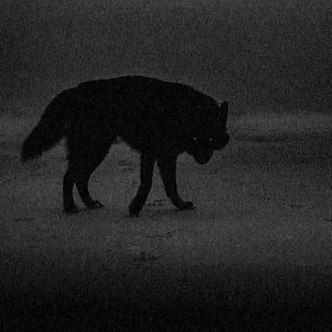 Chat with Midnight - Enjoy Free AI Character Roleplay | FlowGPT ...