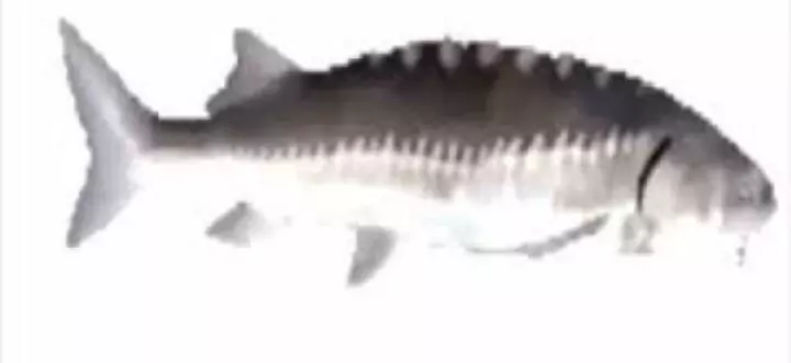 Chat with Fish - Enjoy Free AI Character Roleplay | FlowGPT | Fish RP