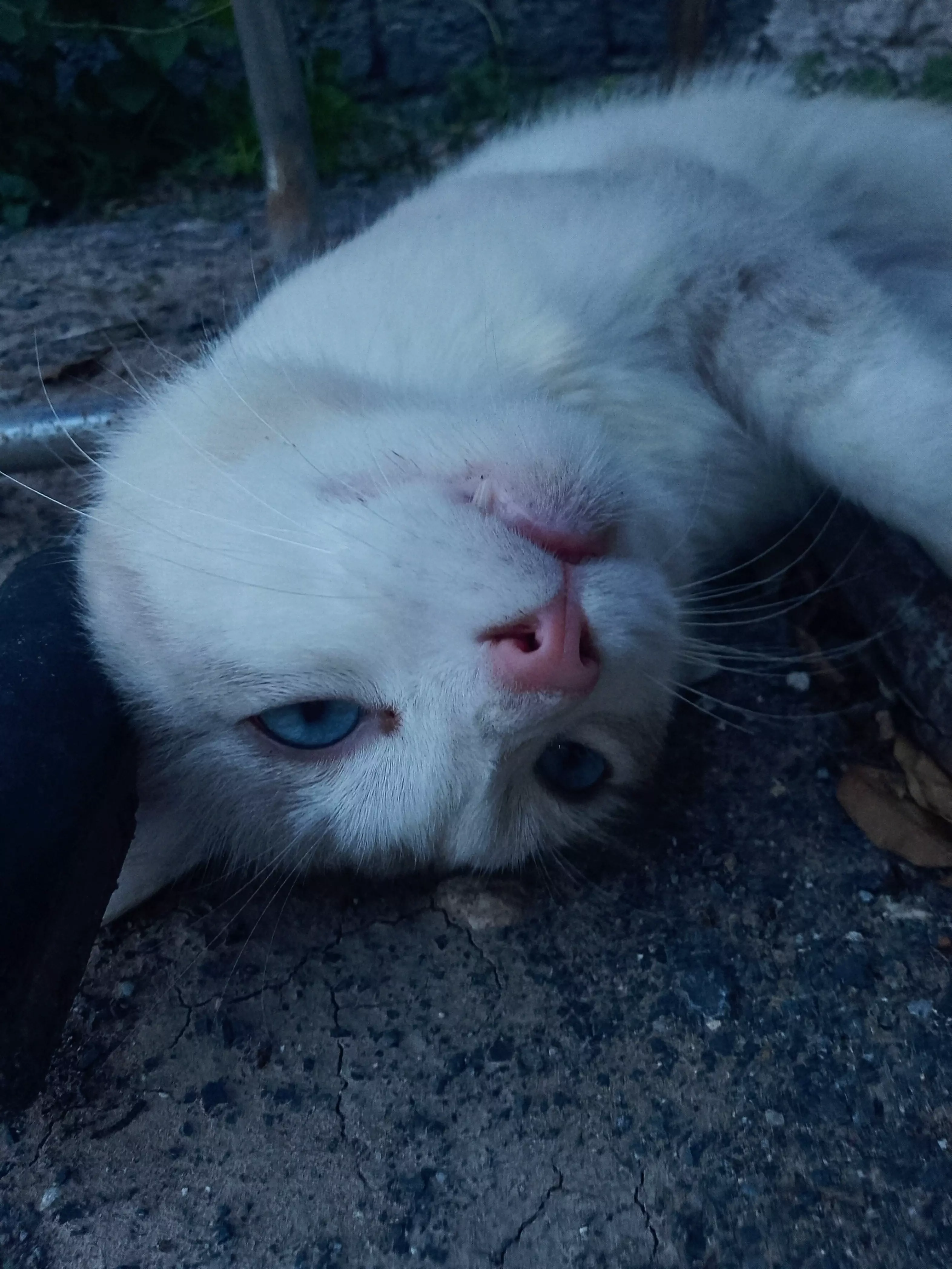 Chat with Maclovio - Enjoy Free AI Character Roleplay | FlowGPT ...