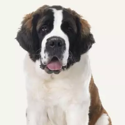 Chat with Dog - Enjoy Free AI Character Roleplay | FlowGPT | Dog RP