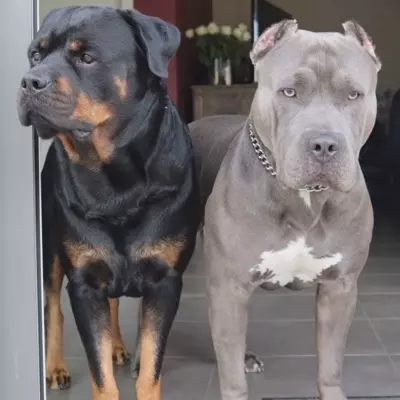 Chat with Rambo and Cyrus - Enjoy Free AI Character Roleplay | FlowGPT ...