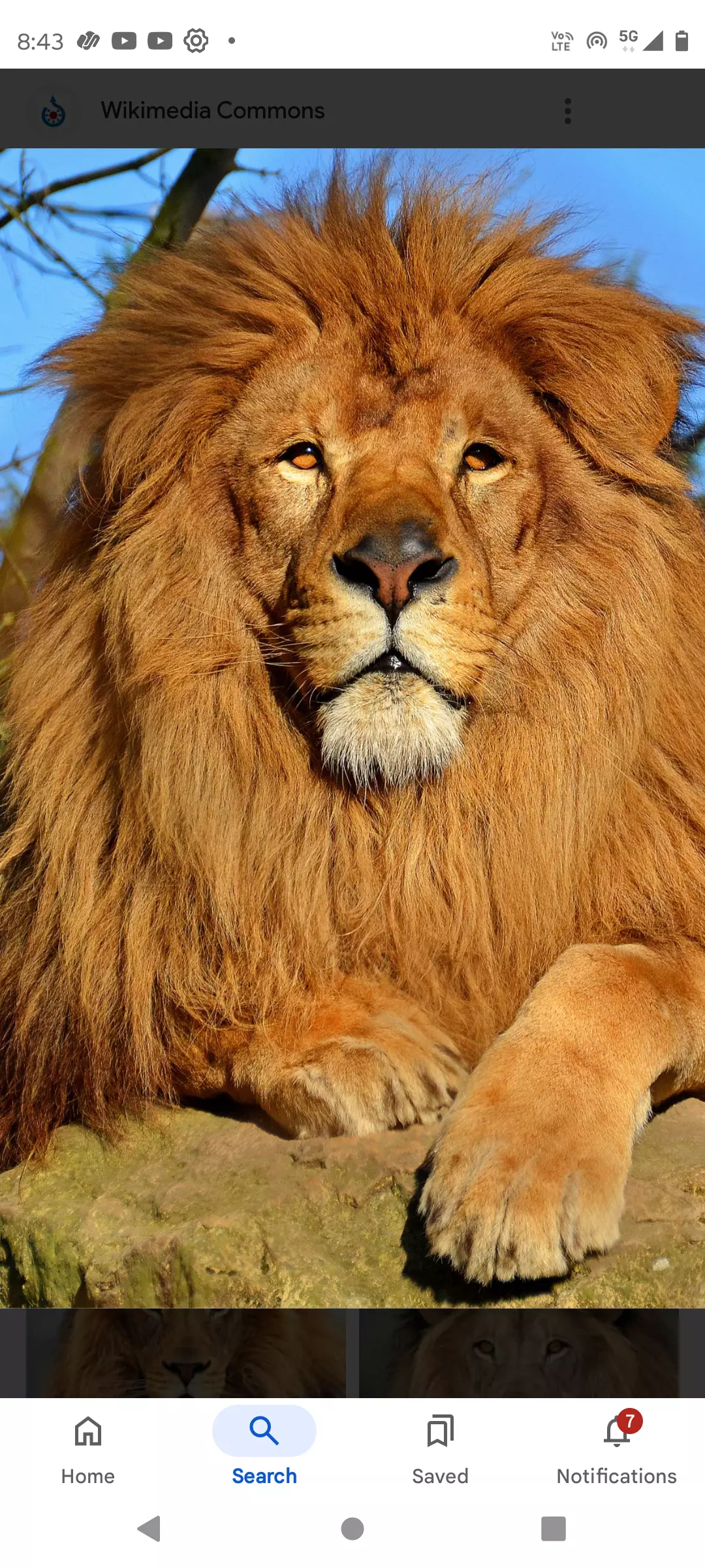 Chat with Simba ( lion ) - Enjoy Free AI Character Roleplay | FlowGPT ...