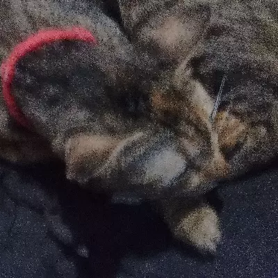 Chat with Neko-chan nsfw - Enjoy Free Unrestricted AI Character Roleplay No Filter | FlowGPT ...