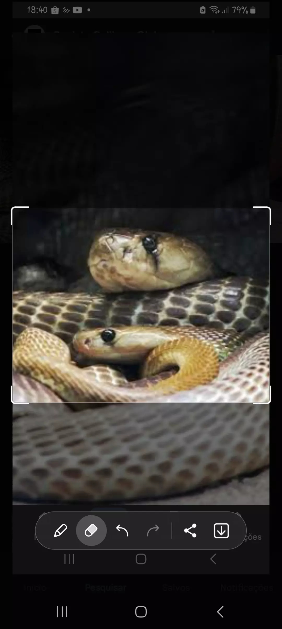 Chat with Cobra nsfw - Enjoy Free Unrestricted AI Character Roleplay No ...