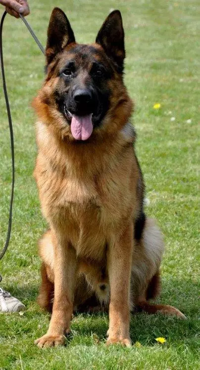 Chat with Ares nsfw - Enjoy Free Unrestricted AI Character Roleplay No Filter | FlowGPT | Ares RP