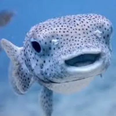 Chat with Fish - Enjoy Free AI Character Roleplay | FlowGPT | Fish RP