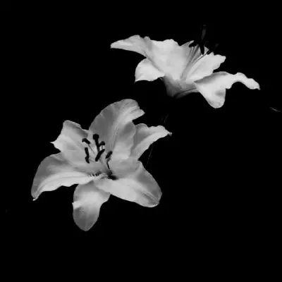 Chat with Sar. - Enjoy Free AI Character Roleplay | FlowGPT | Sar. RP