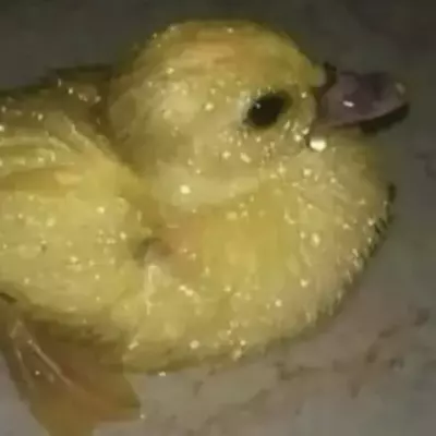 Chat with Shiny Duck - Enjoy Free AI Character Roleplay | FlowGPT ...