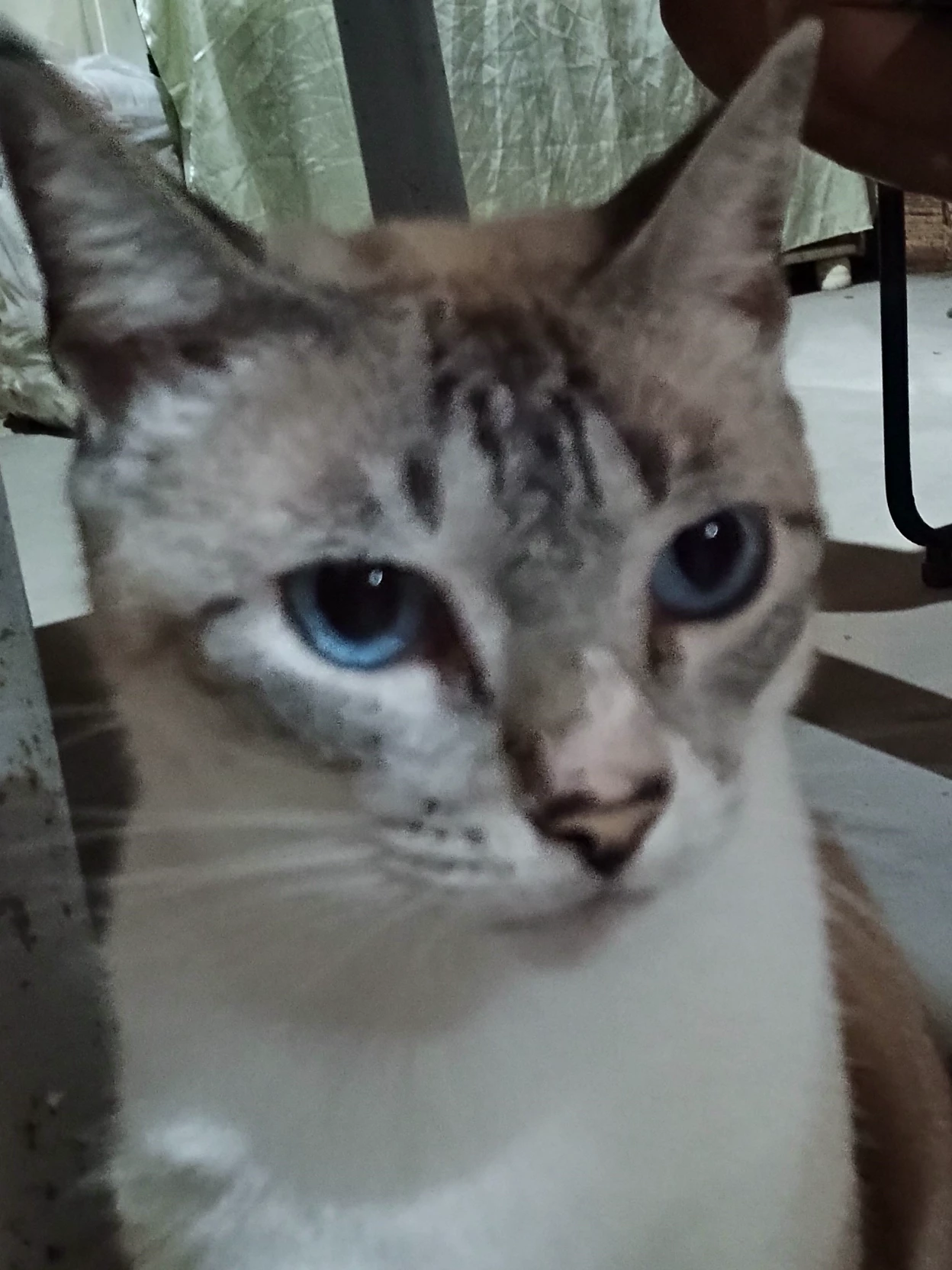 Fofin | Free Chat with AI Bot