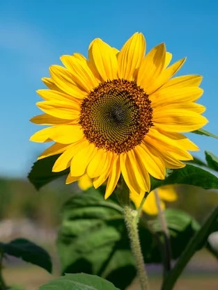 Sunflower🌻 | Free Chat with AI Bot